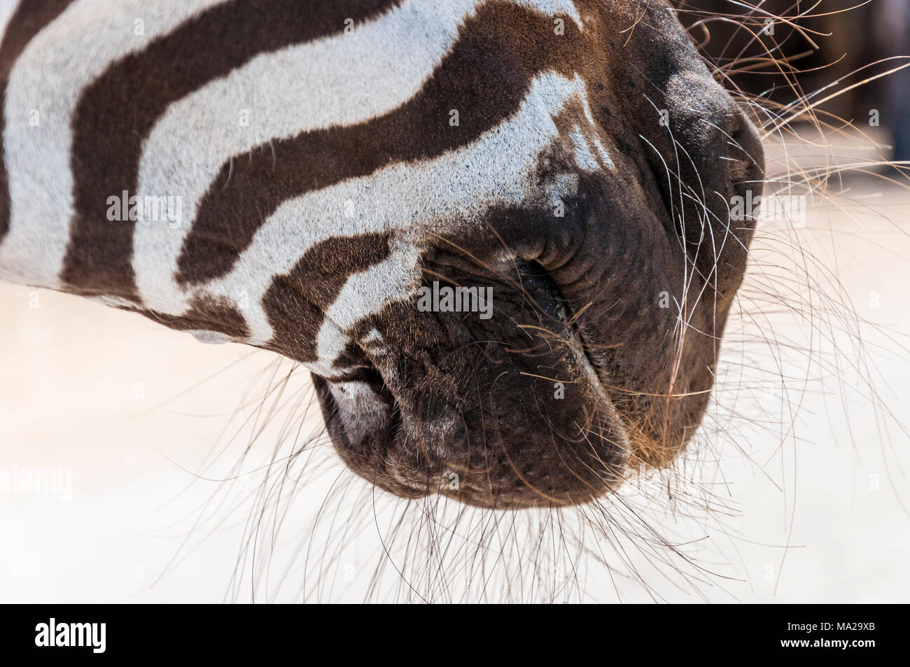 Hairy muzzle of Zebra. African wild horse with black-and-white stripes ...