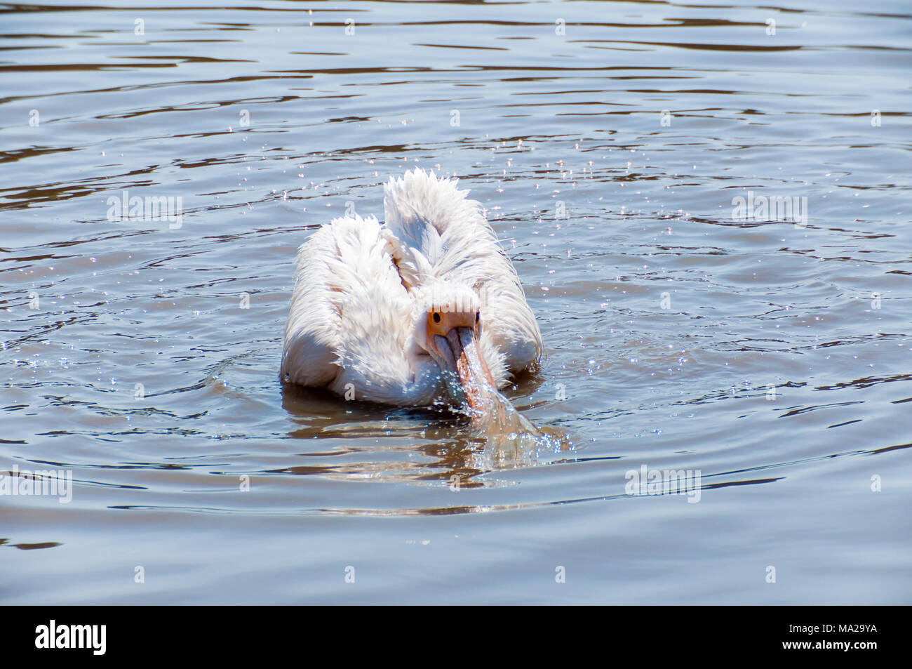 Pelicans are a genus of large water birds that makes up the family ...