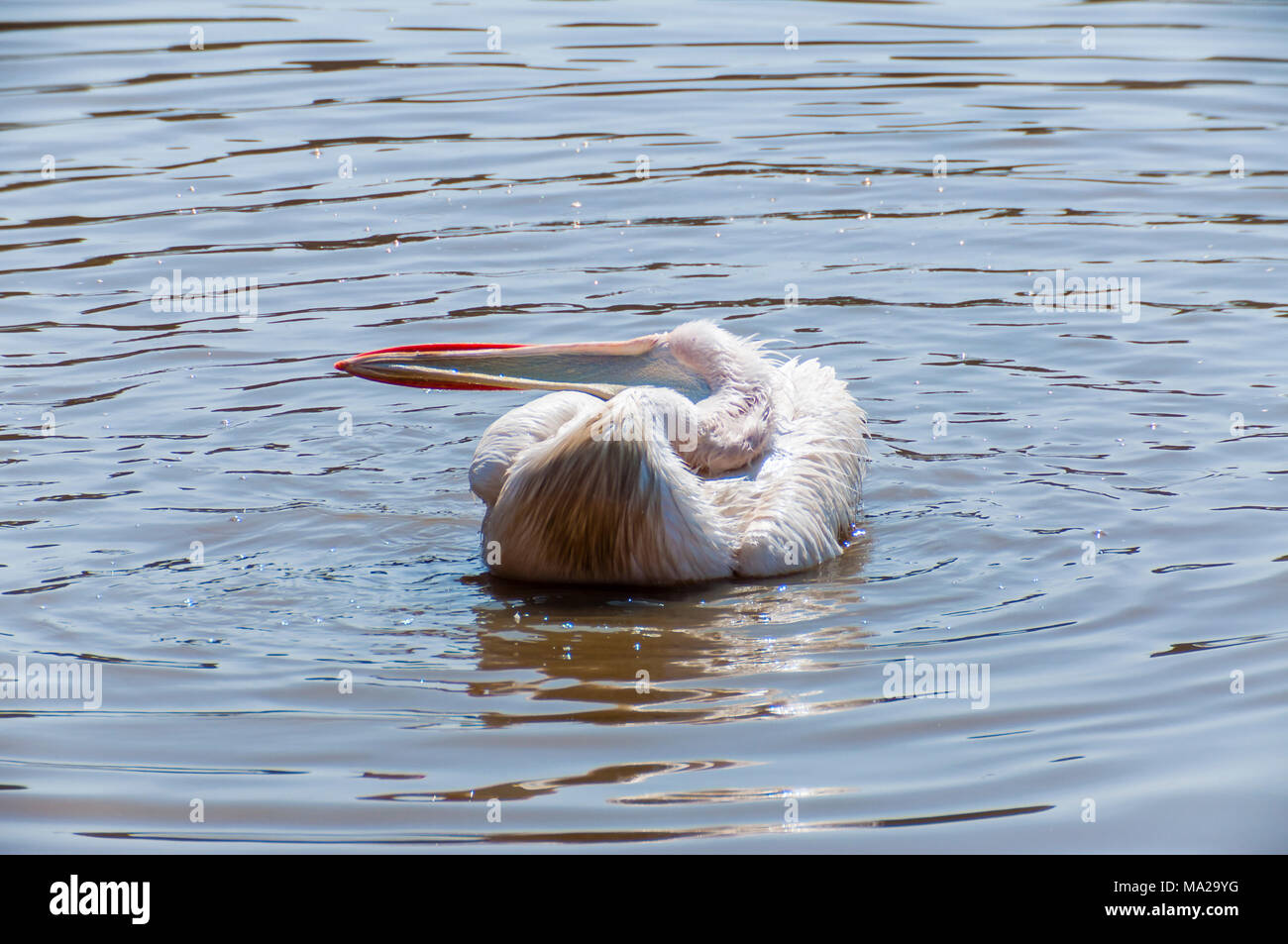 Pelicans are a genus of large water birds that makes up the family ...