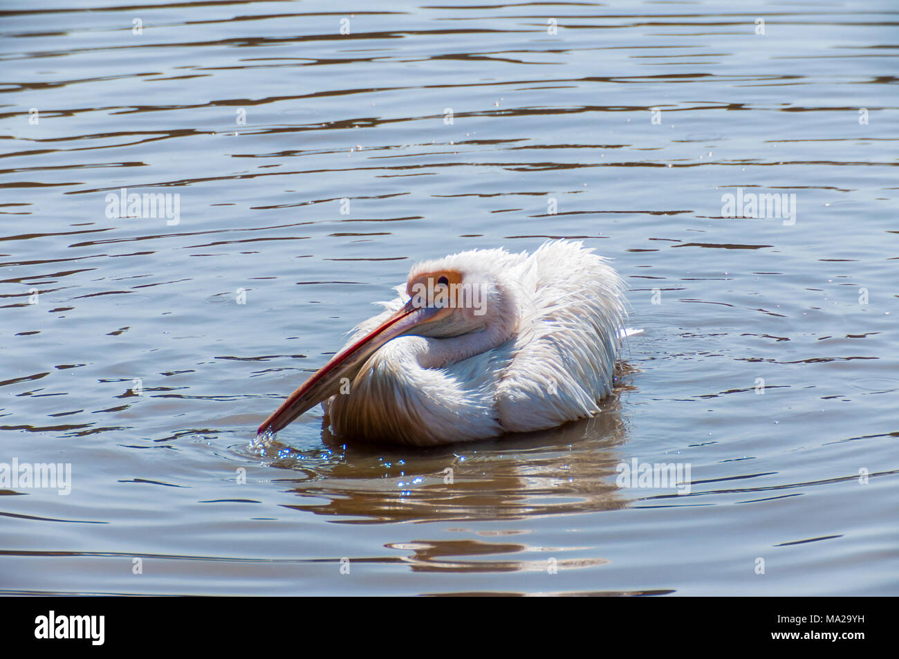 Pelicans are a genus of large water birds that makes up the family ...