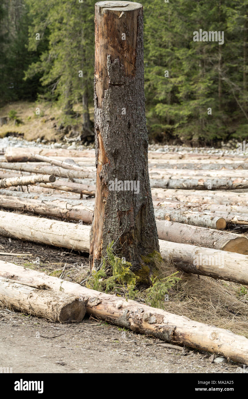 Logs of different sizes hi-res stock photography and images - Alamy
