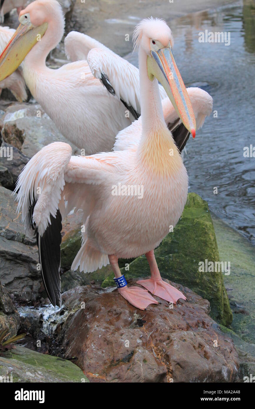 Flexible tongue muscles hi-res stock photography and images - Alamy