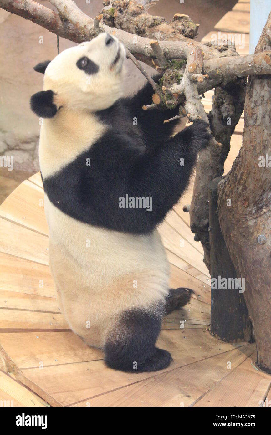 Giant gold bear hi-res stock photography and images - Alamy