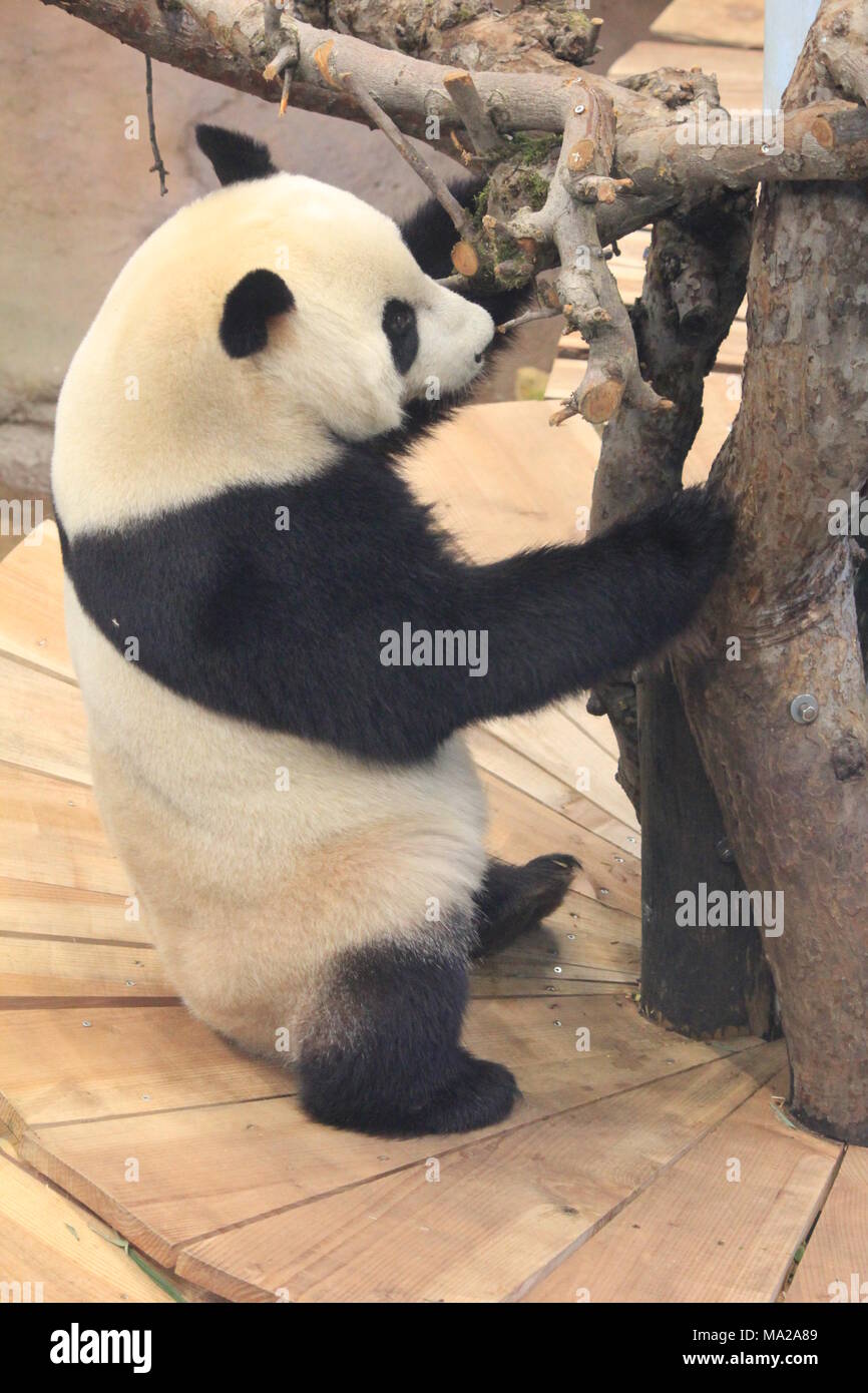 Giant panda range hi-res stock photography and images - Alamy