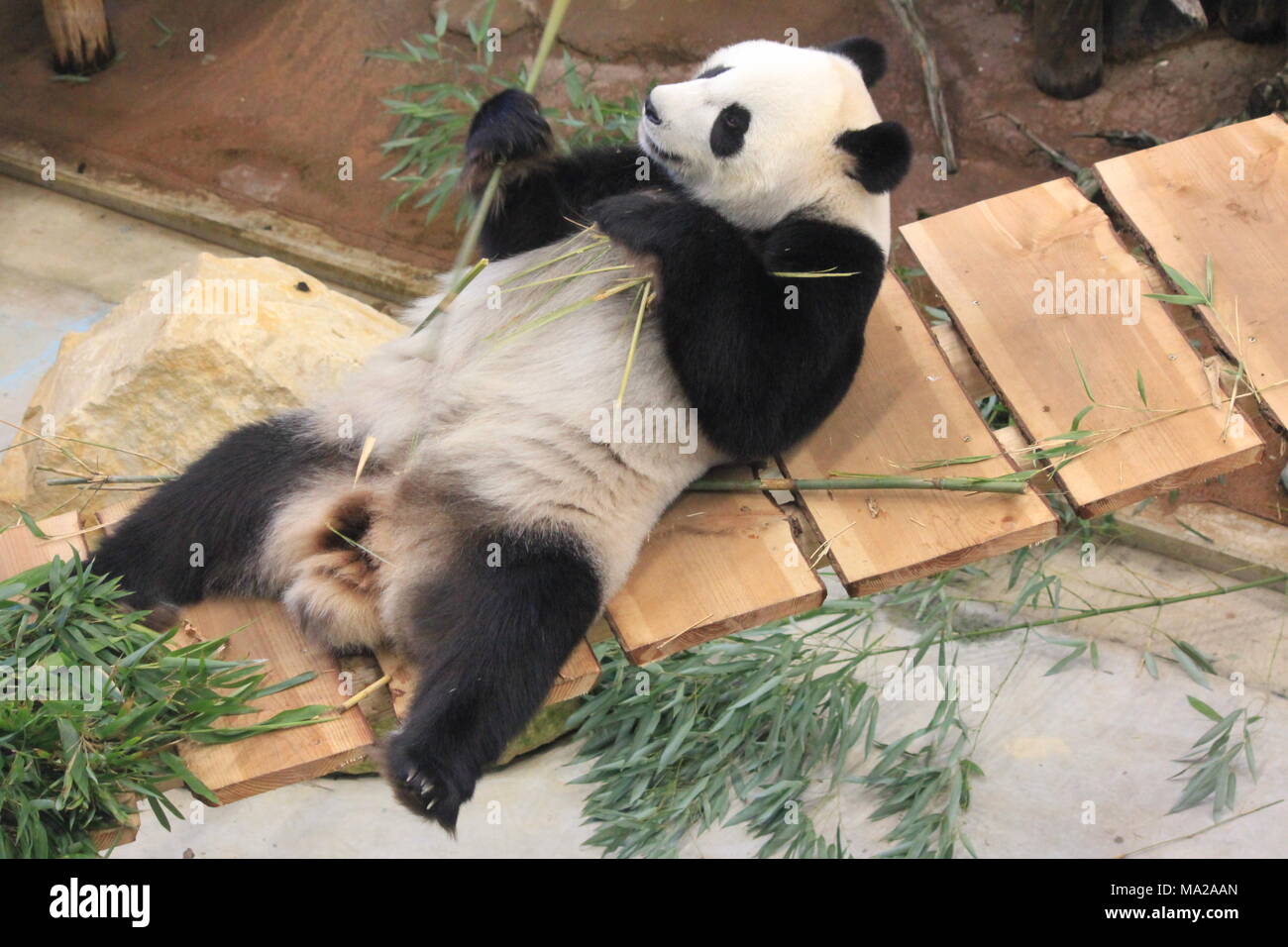 Beijing zoo red panda hi-res stock photography and images - Alamy
