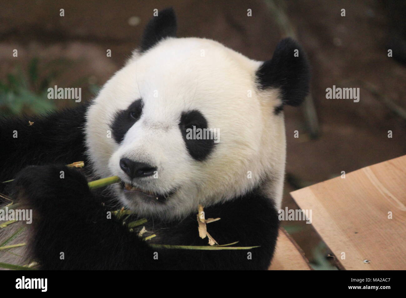 Giant panda in zoo Stock Photo - Alamy
