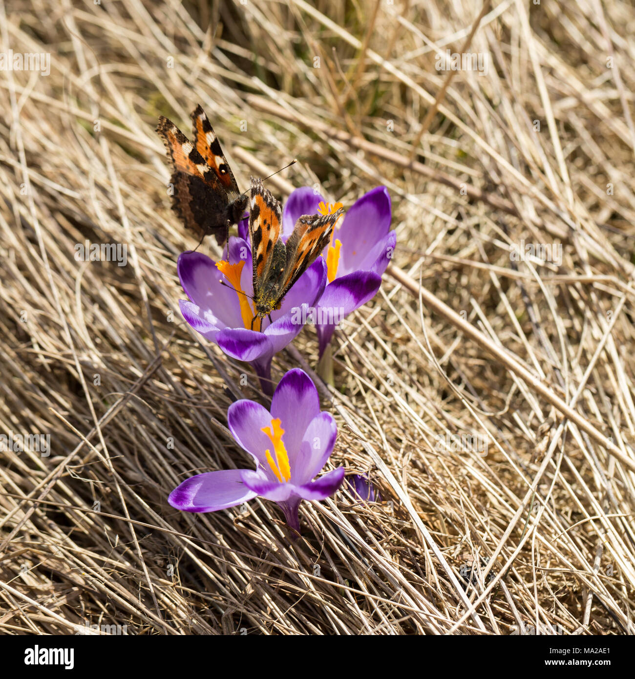 First butterflies in april hi-res stock photography and images - Alamy