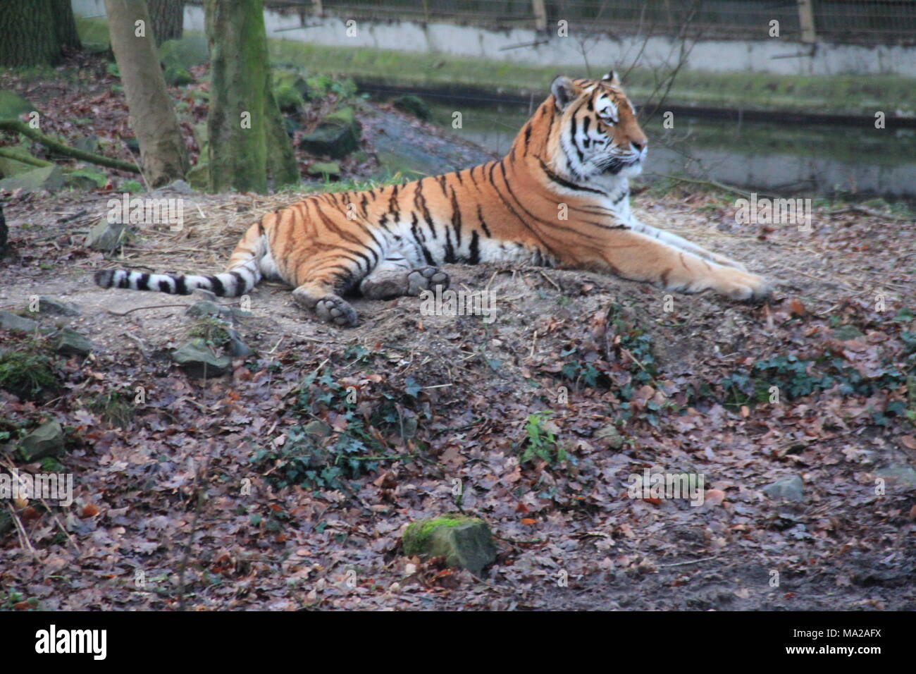 Javan tiger hi-res stock photography and images - Alamy