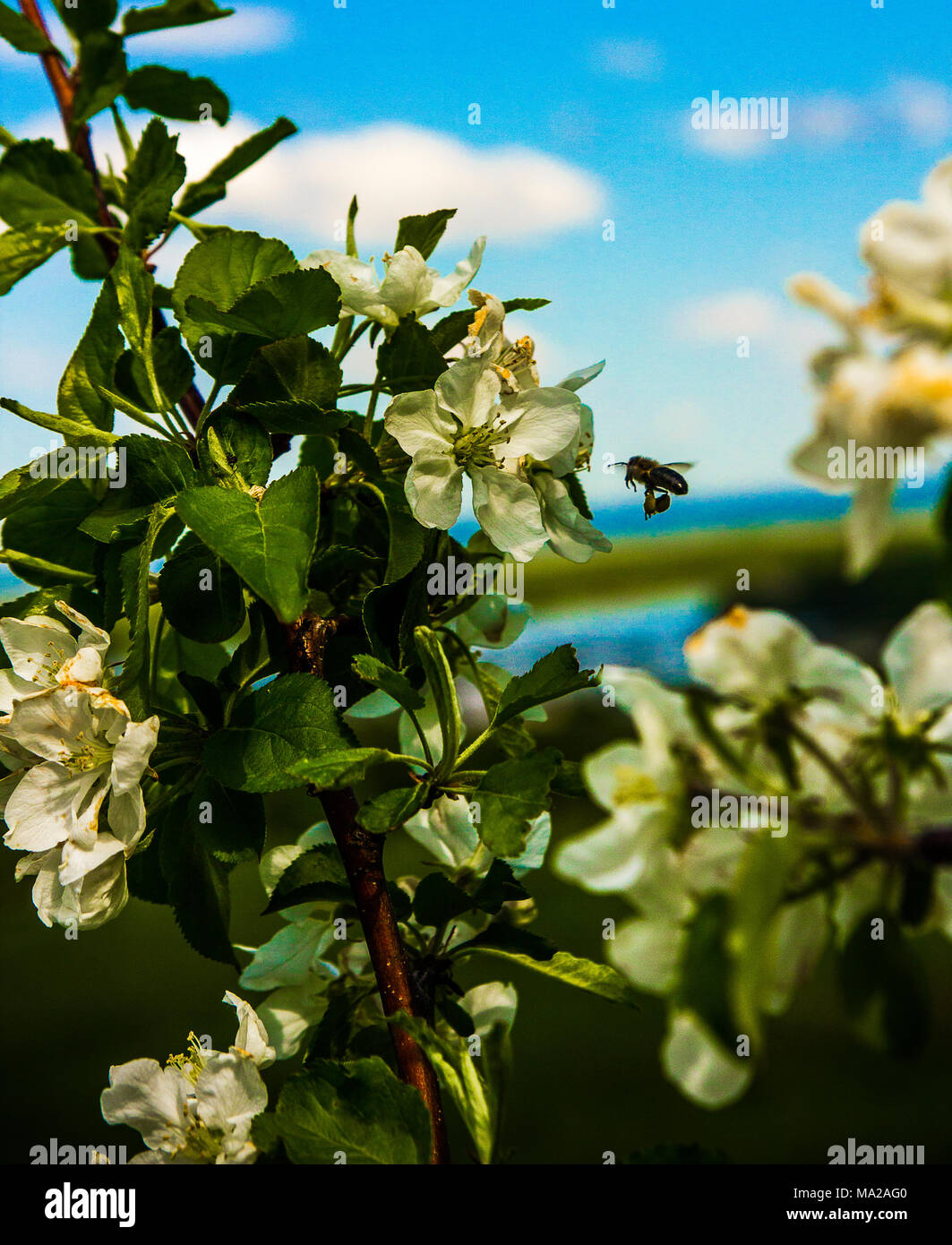 flowering apple trees Stock Photo - Alamy