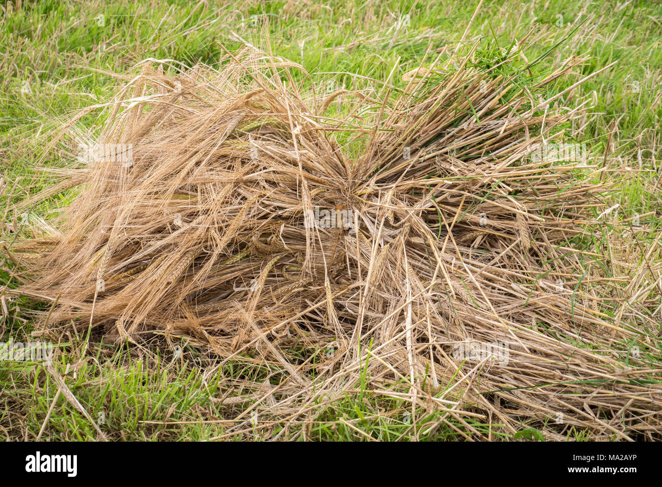Camrose Vintage Working Day Hay Sheath Camrose Haverfordwest ...