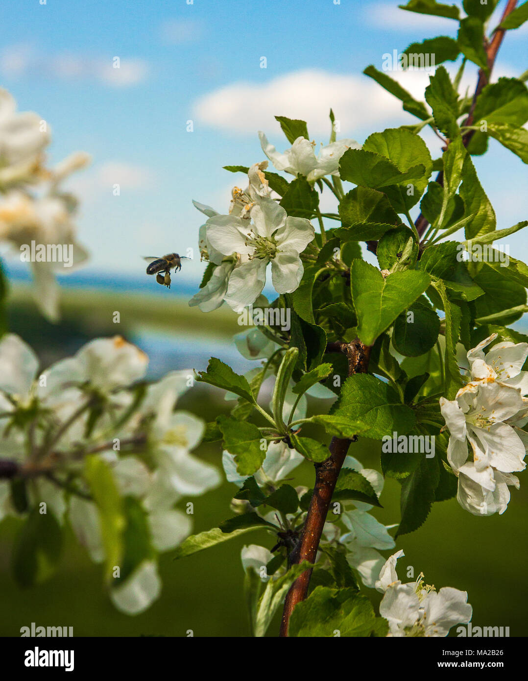 Pollination flowering trees hi-res stock photography and images - Alamy