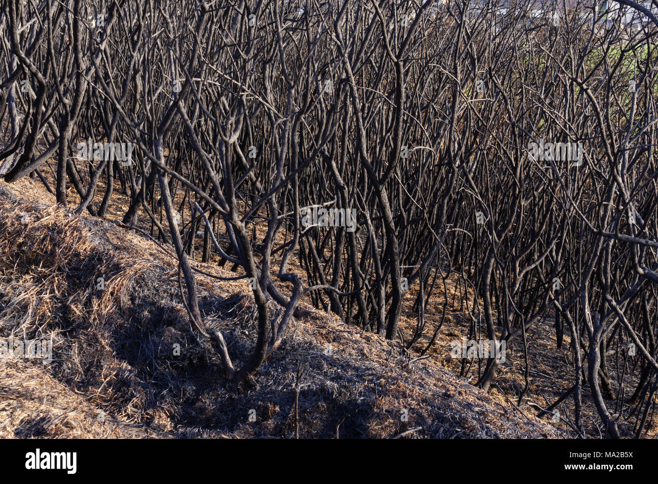 Hillside fire hi-res stock photography and images - Alamy