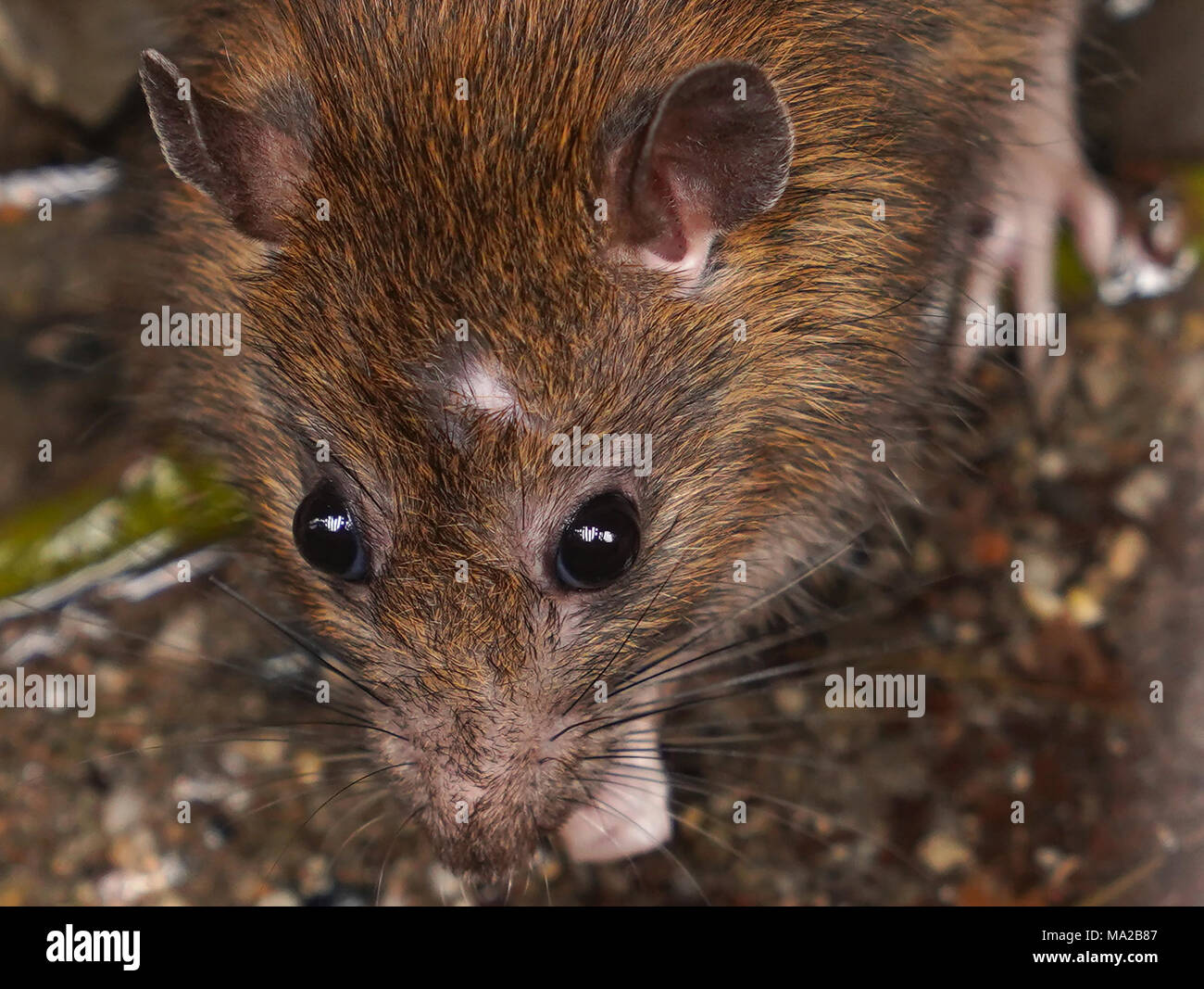 Closeup of rat on a sewer could bee seen from drain grate Stock Photo ...