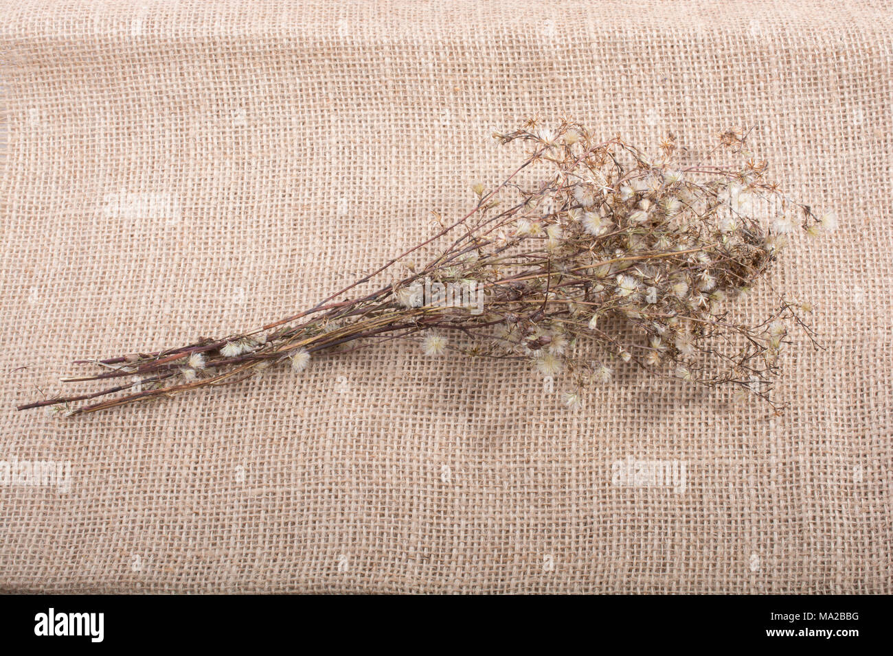 Beautiful colorful natural flowers in dry form Stock Photo - Alamy