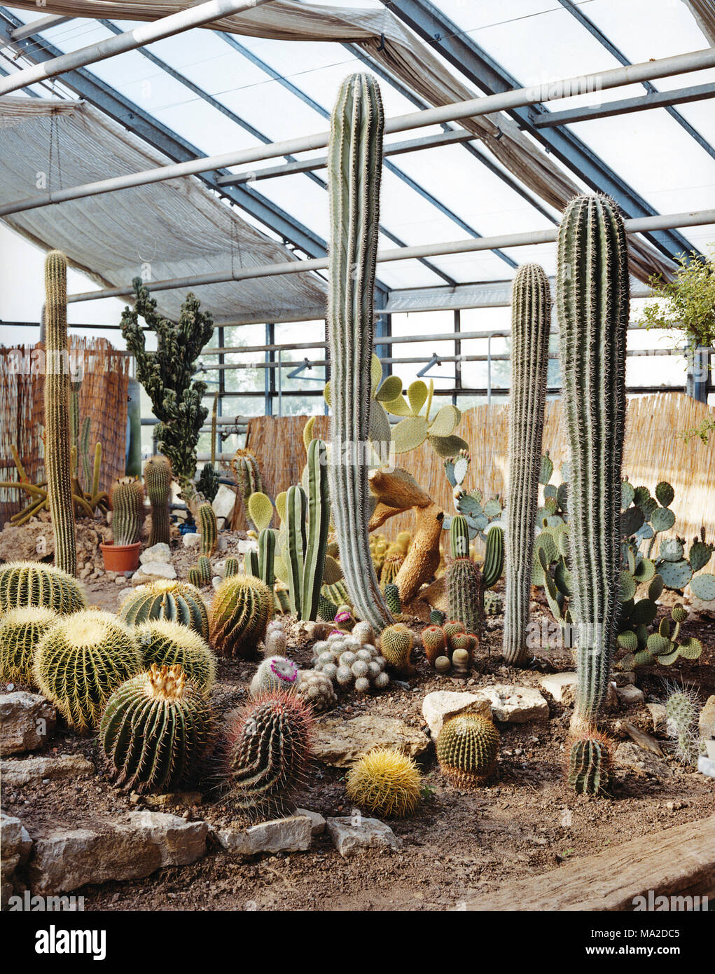 Different cactus of North America at cactus nursery Stock Photo - Alamy