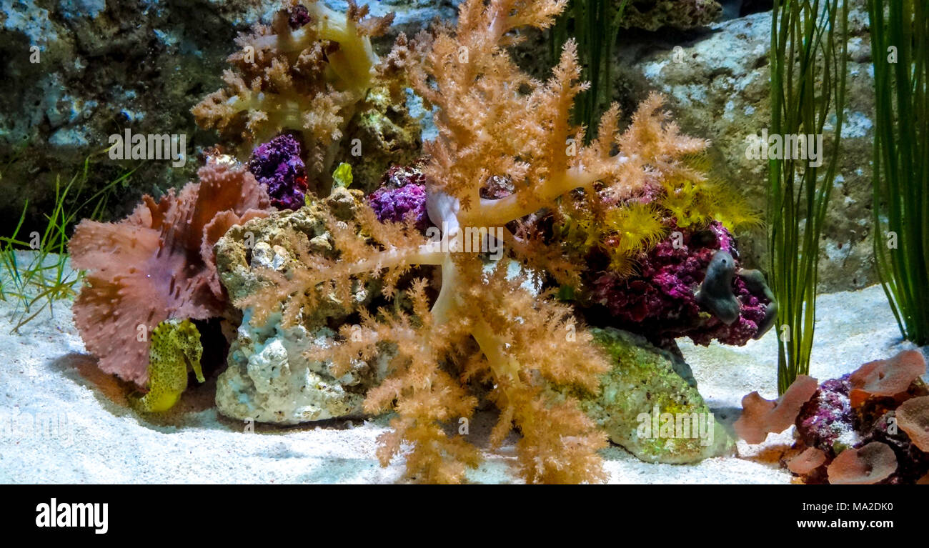 Under Sea Garden High Resolution Stock Photography and Images - Alamy