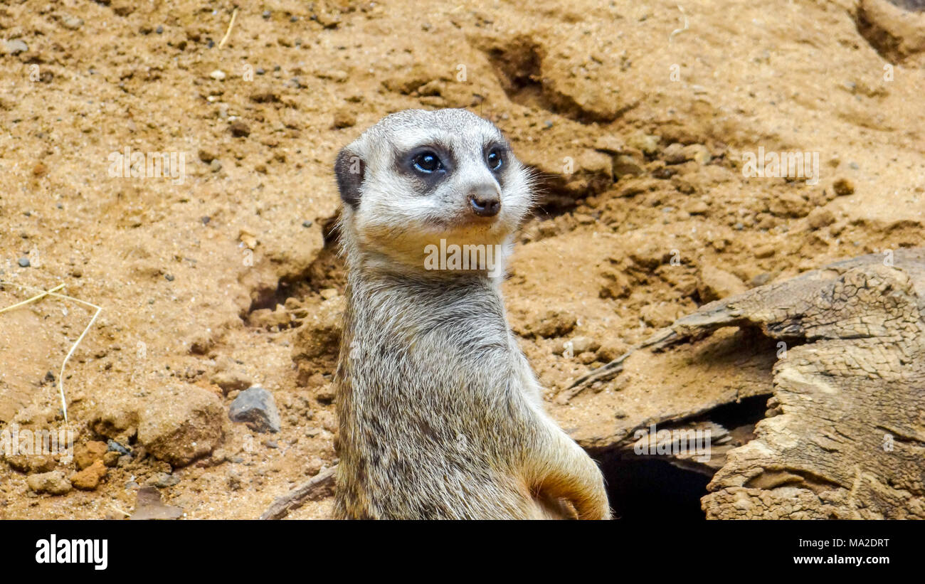 Meerkat sits and looks around, funny meerkat, cute meerkat in front of ...