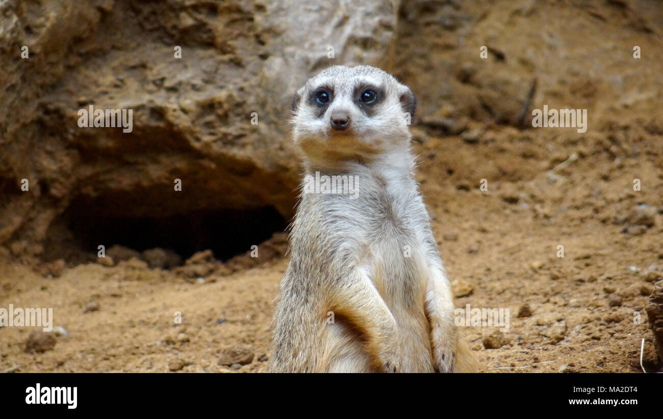 Funny meerkat hi-res stock photography and images - Alamy