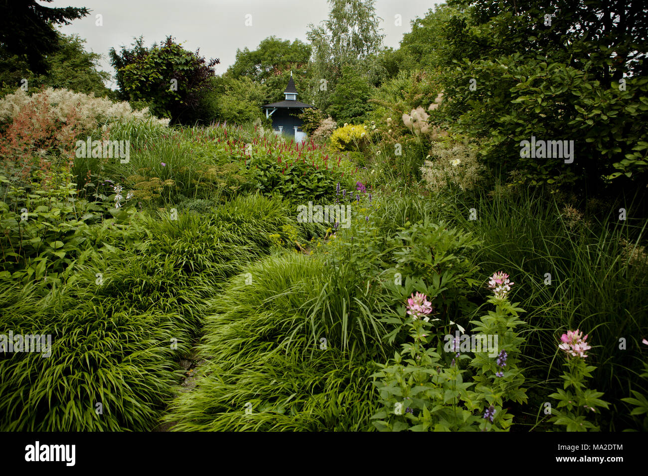 Green ornamental grasses perennials hi-res stock photography and images ...