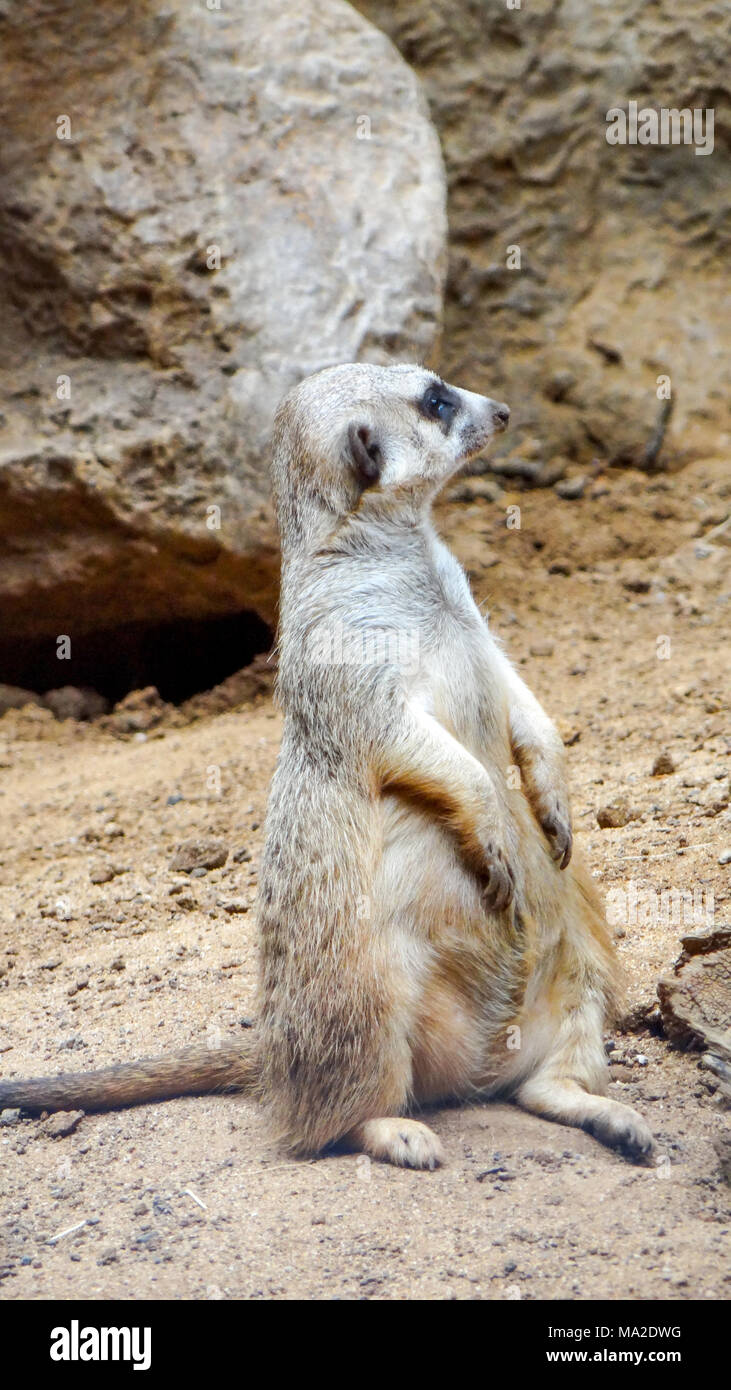Funny meerkat hi-res stock photography and images - Alamy
