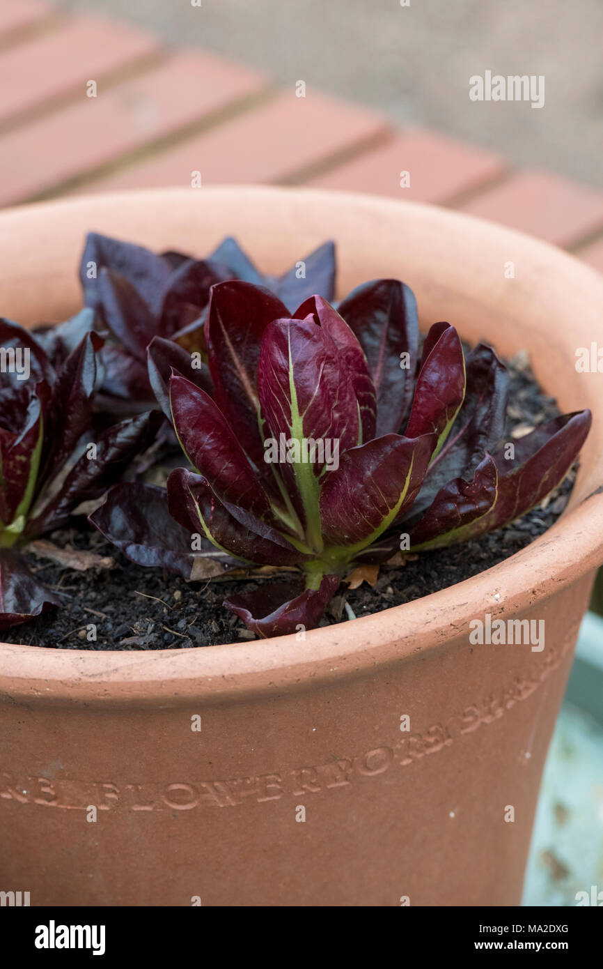 Chicory ‘Rossa di Treviso’. Radicchio 'Rossa di Treviso' growing in a ...