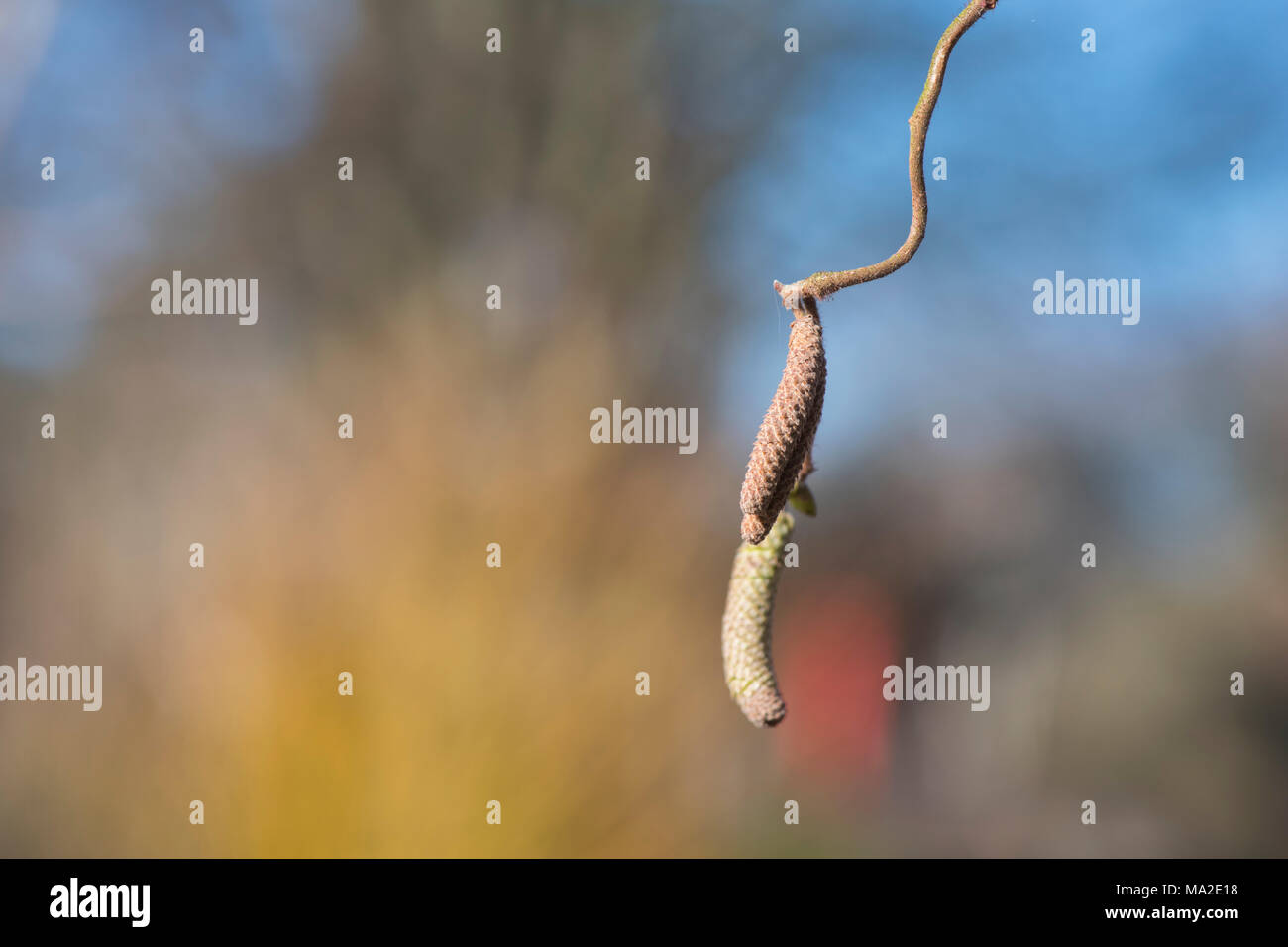 Corylus avellana contorta hi-res stock photography and images - Alamy