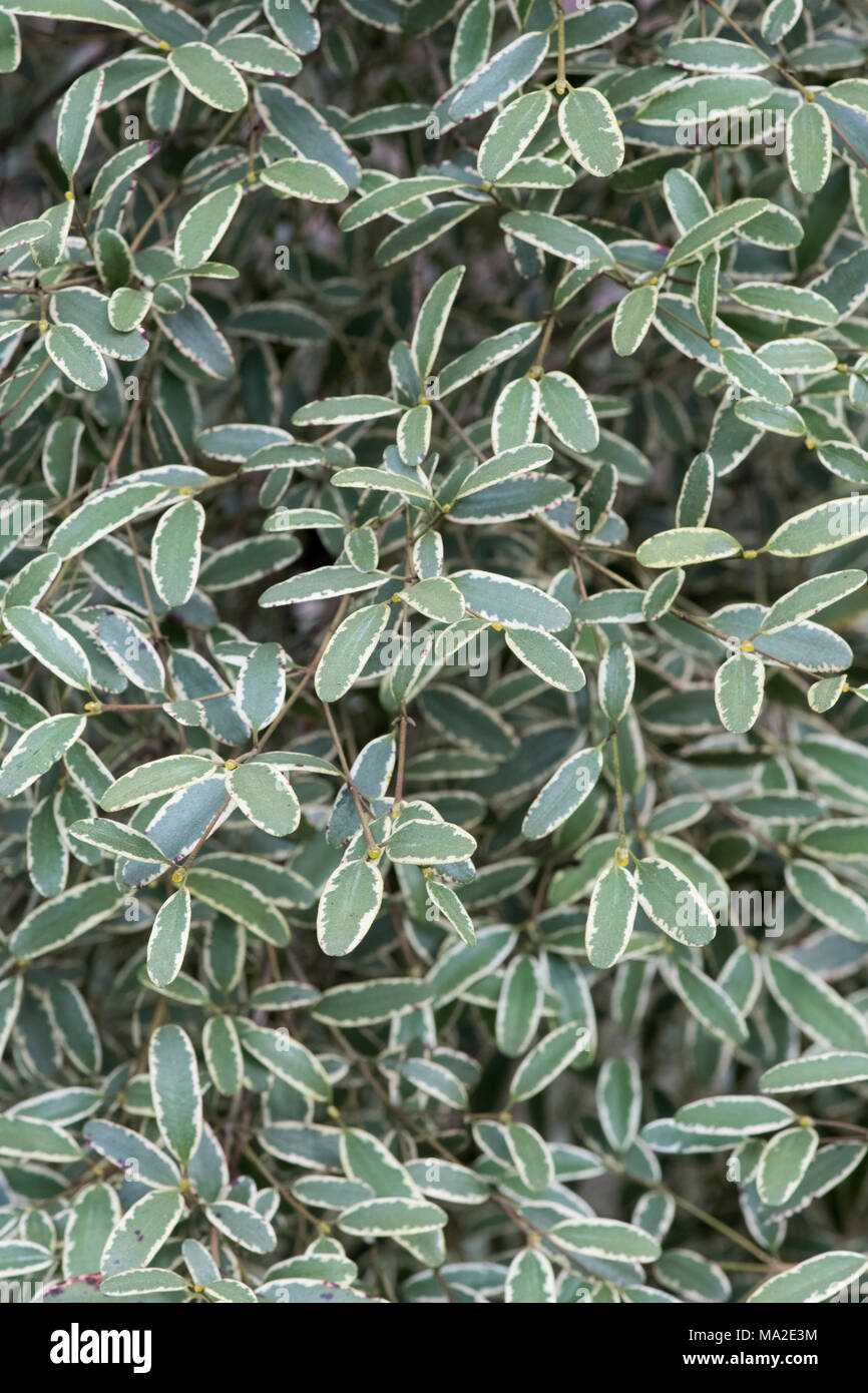 Leatherwood hi-res stock photography and images - Alamy