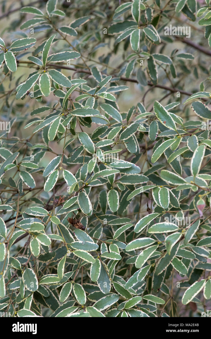 Leatherwood tree hi-res stock photography and images - Alamy