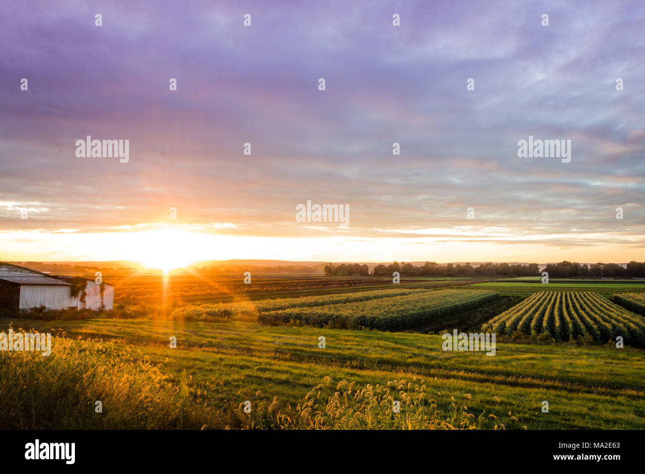 Dramatic summer sunset in ultra violet color over a humble farm in the ...