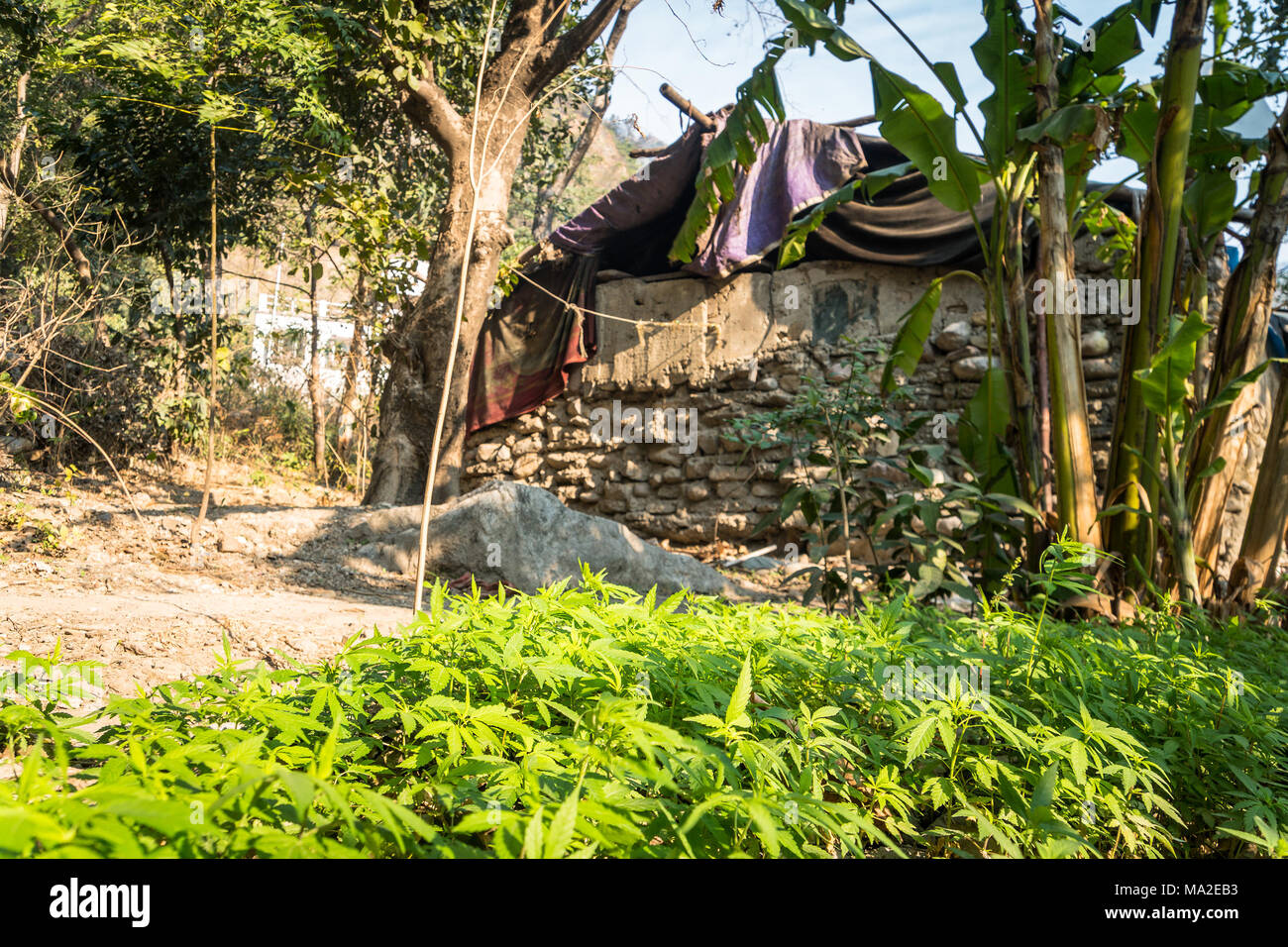 Hemp house hi-res stock photography and images - Alamy