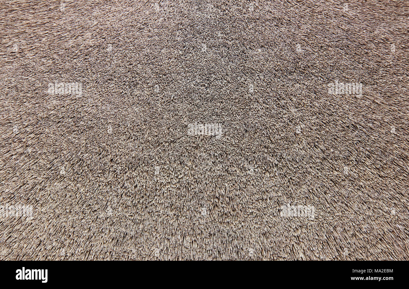 Stem pattern and texture hi-res stock photography and images - Alamy