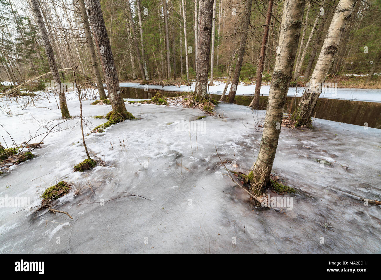 Frozen ice flooded river in spring forest Stock Photo - Alamy