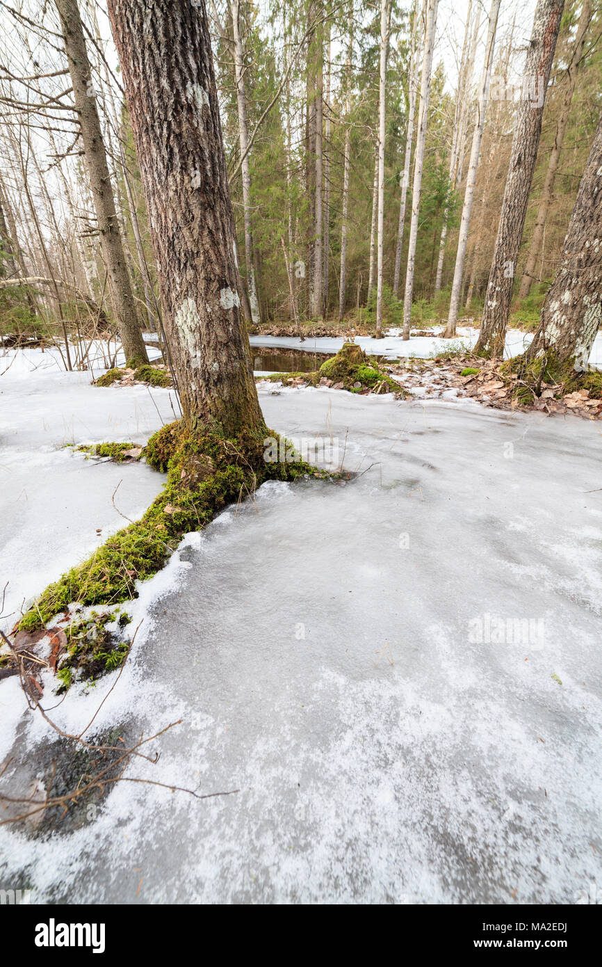 Frozen ice flooded river in spring forest Stock Photo - Alamy
