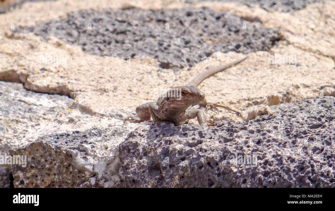 A texas horned lizard hi-res stock photography and images - Alamy