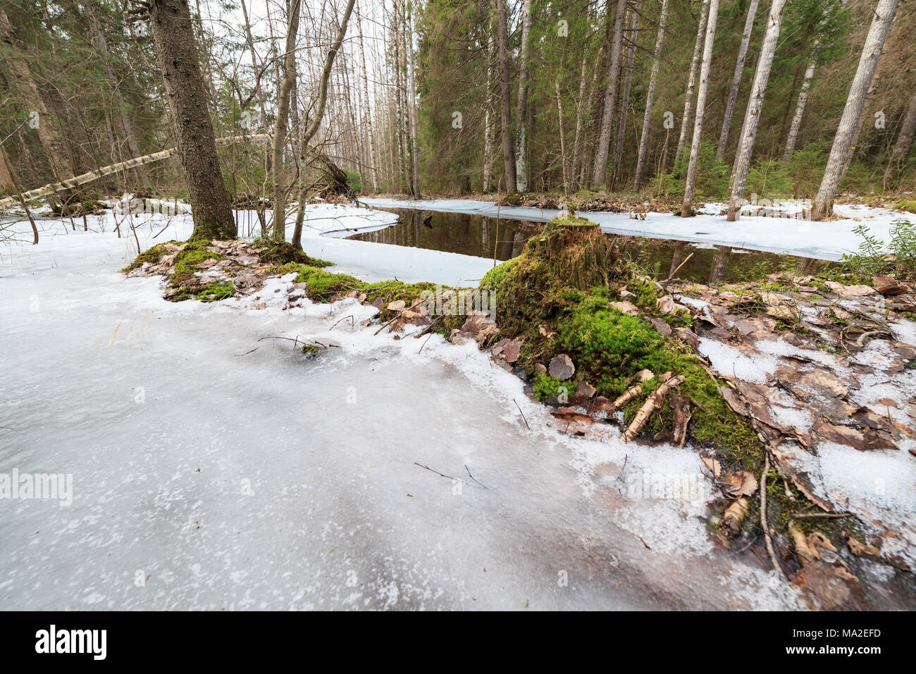 Frozen ice flooded river in spring forest Stock Photo - Alamy