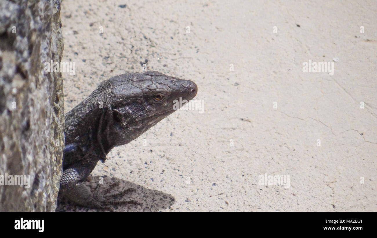Sand lizards hi-res stock photography and images - Alamy