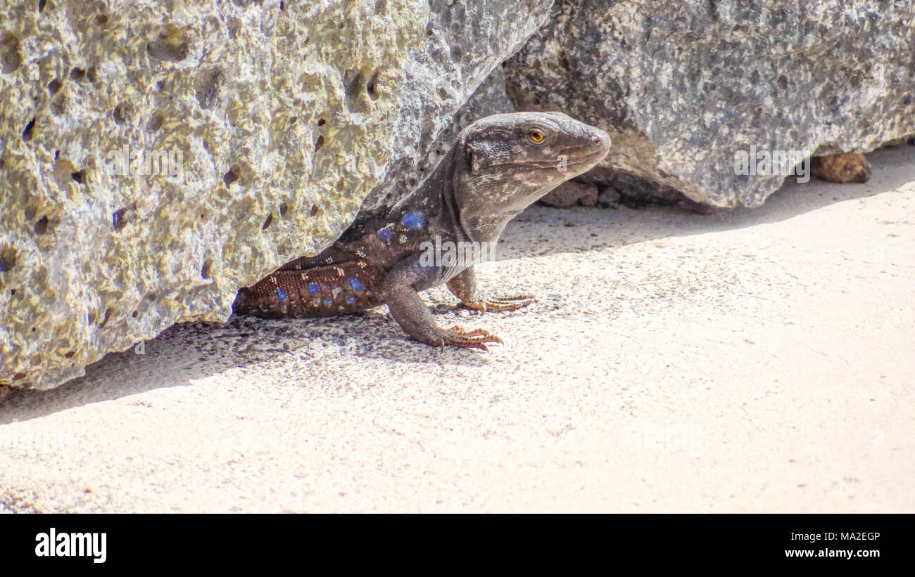 Sand lizards hi-res stock photography and images - Alamy