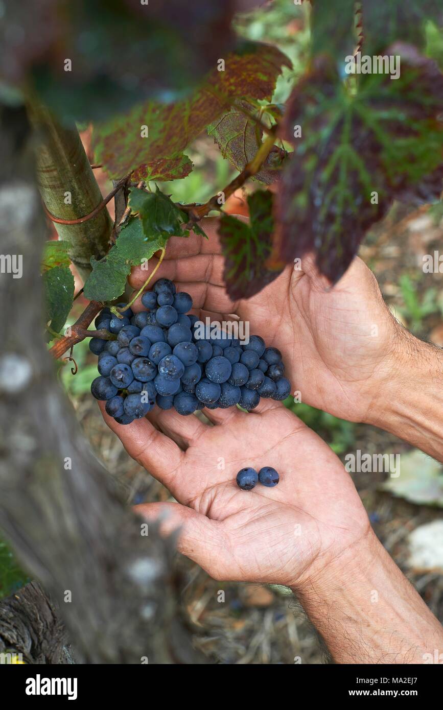 Baga grape hi-res stock photography and images - Alamy