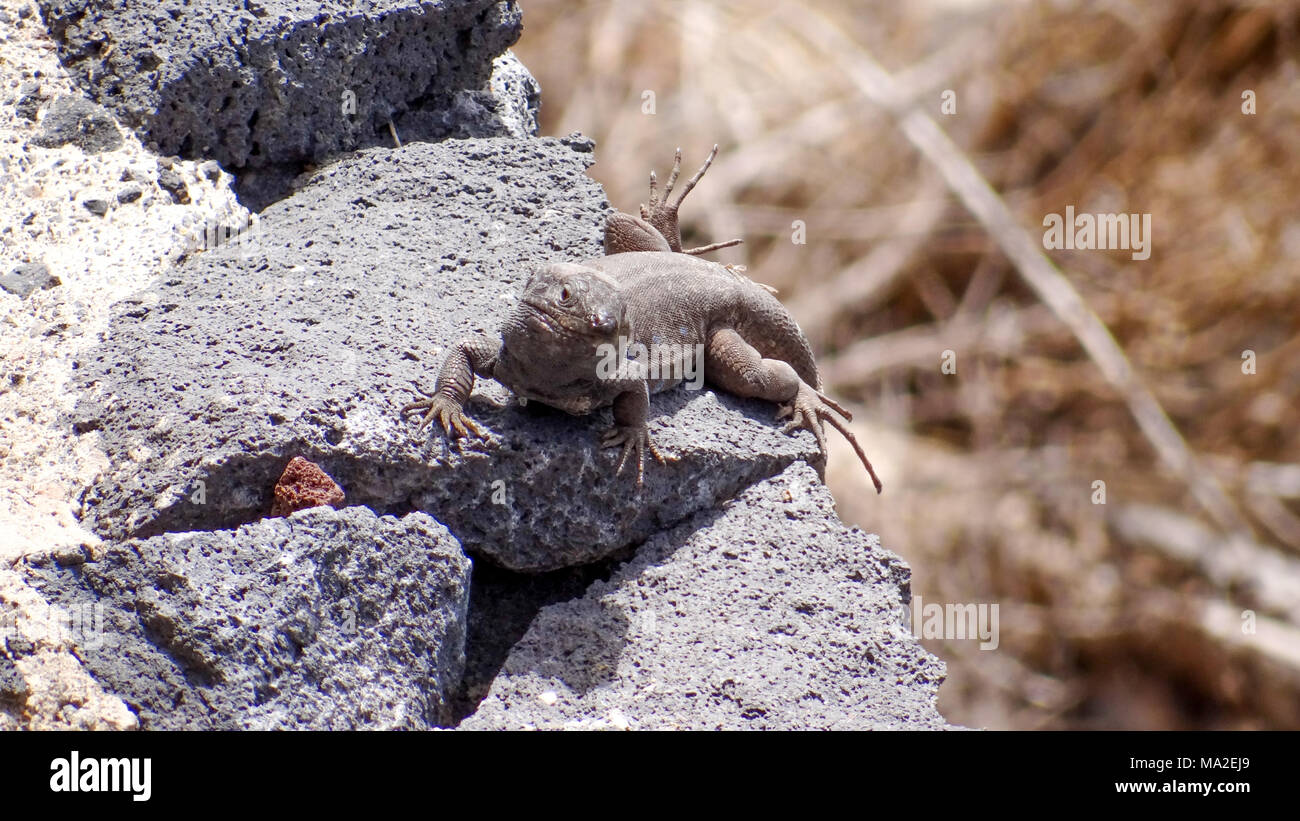 A texas horned lizard hi-res stock photography and images - Alamy