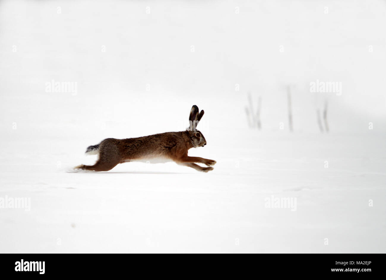 Snow rabbit running hi-res stock photography and images - Alamy