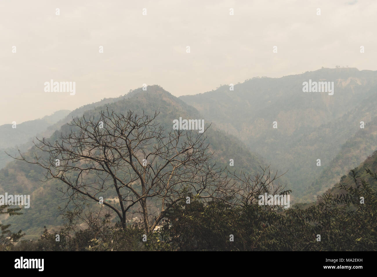 Dry tree branch on the fog and misty around the mountain. Gloomy ...