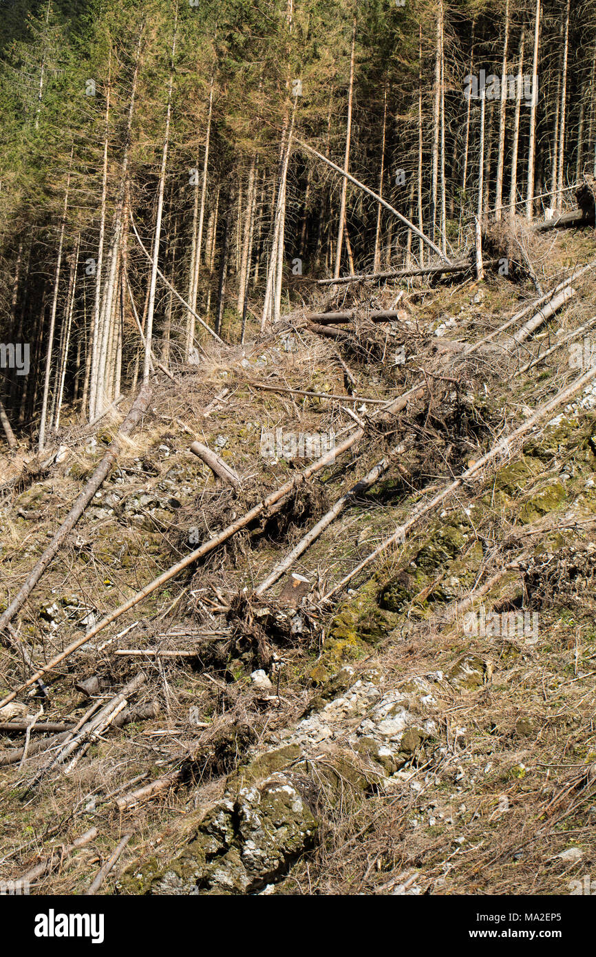 Pine tree being cut down hi-res stock photography and images - Alamy