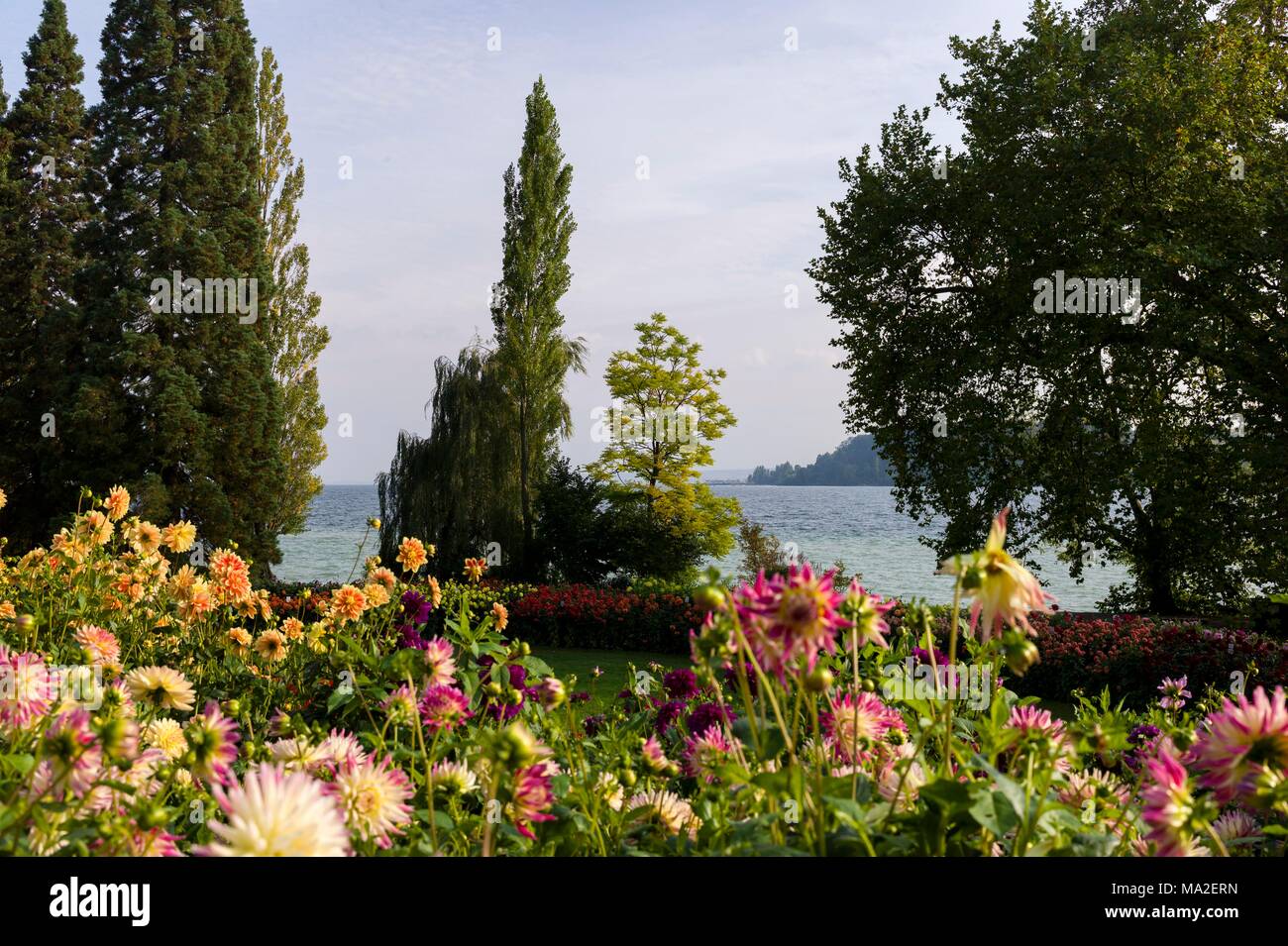 Flowers on mainau island lake hi-res stock photography and images - Alamy