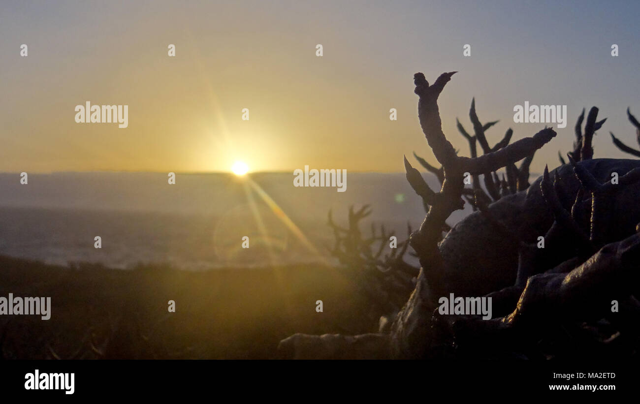 Sunrise behind cactus, cacti in front of sunrise, sun comes up over ...