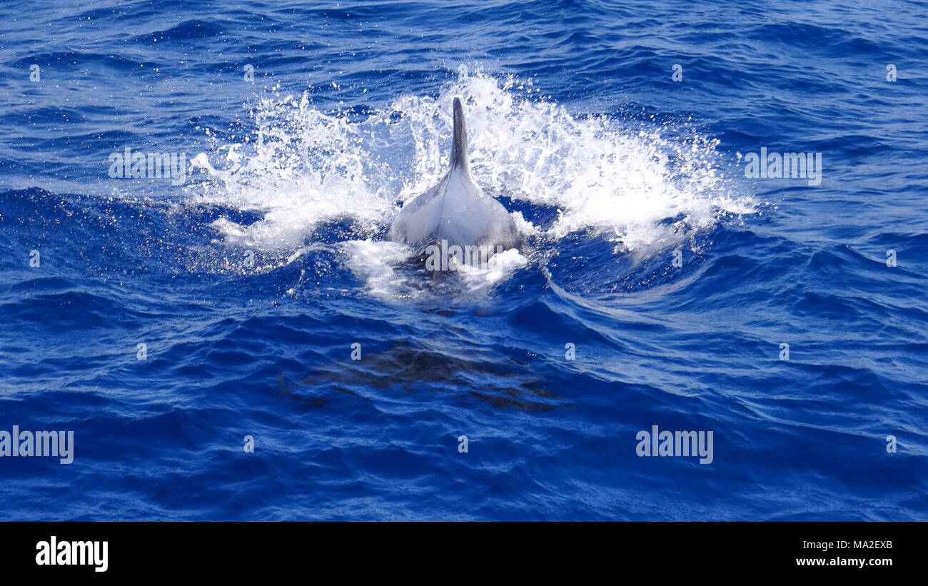 Dolphin swimming in ocean wildlife, free dolphin, dolphin fin, flipper ...