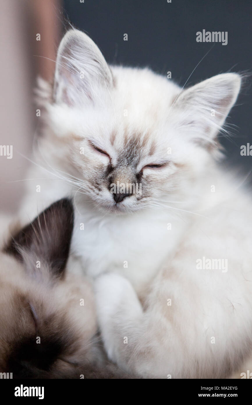 Young adorable white Sacred Birman kittens Stock Photo - Alamy