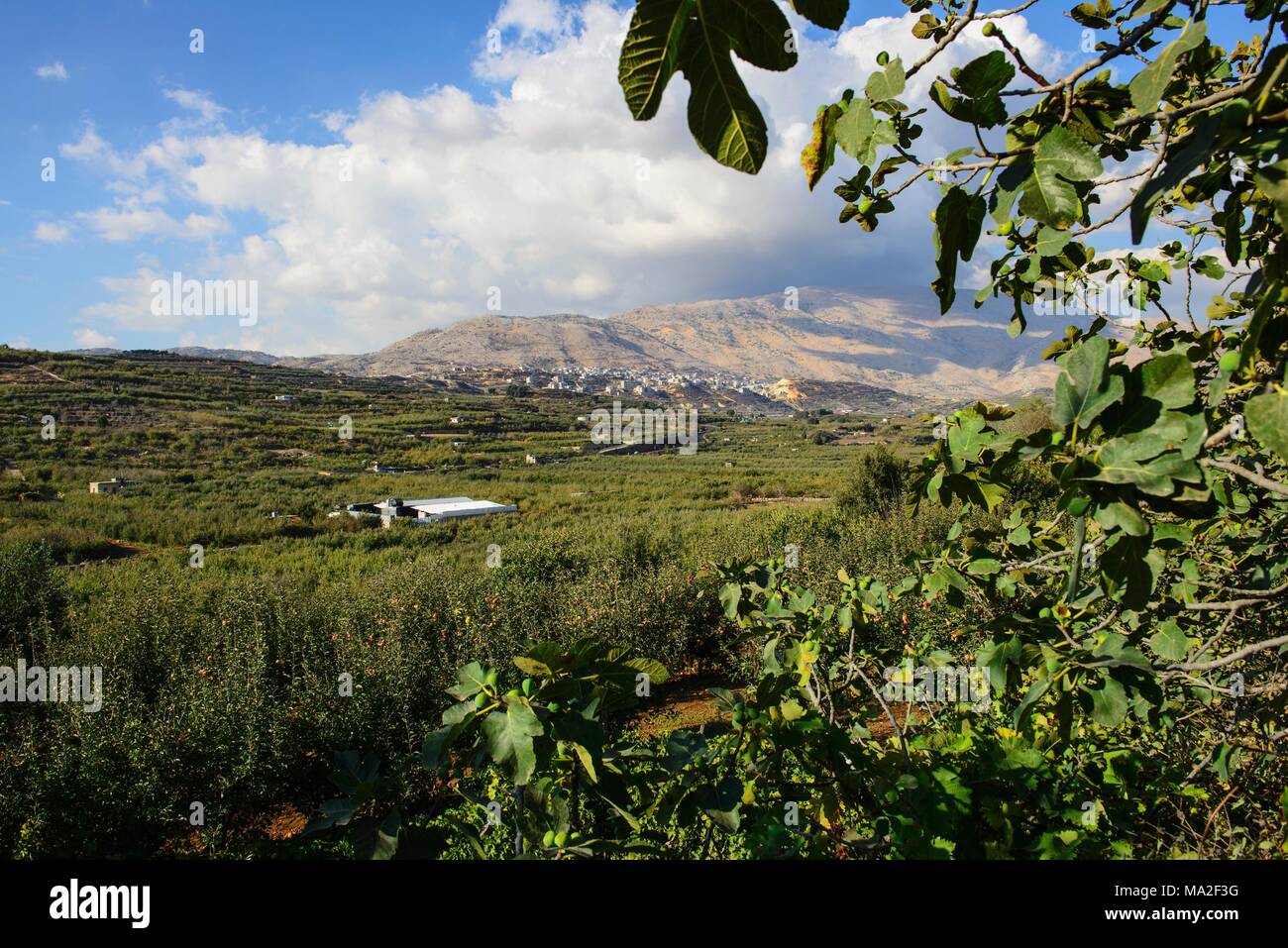 A view of the Golan Heights and Mount Hermon, Israel Stock Photo - Alamy