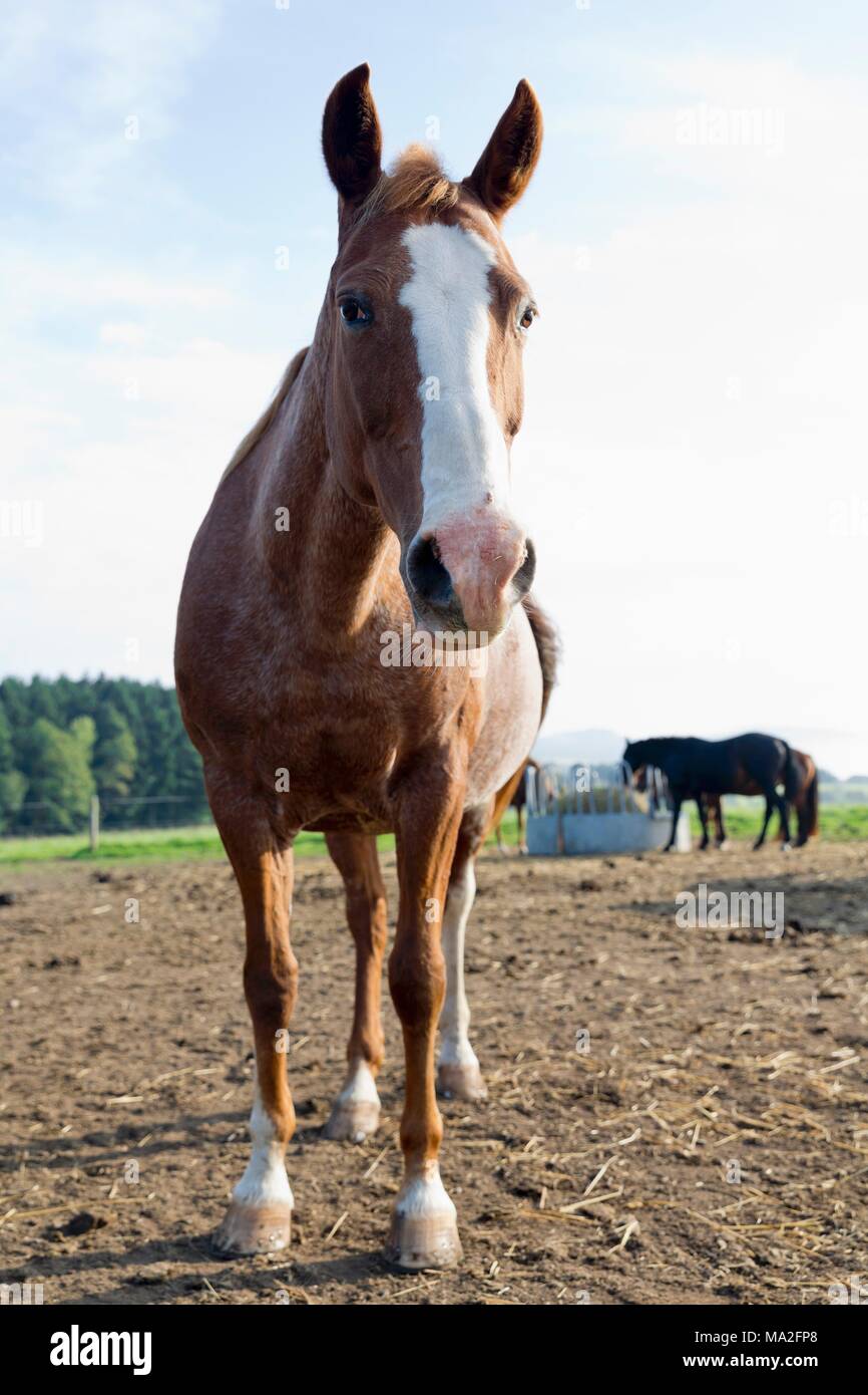 Westphalian horse hi-res stock photography and images - Alamy