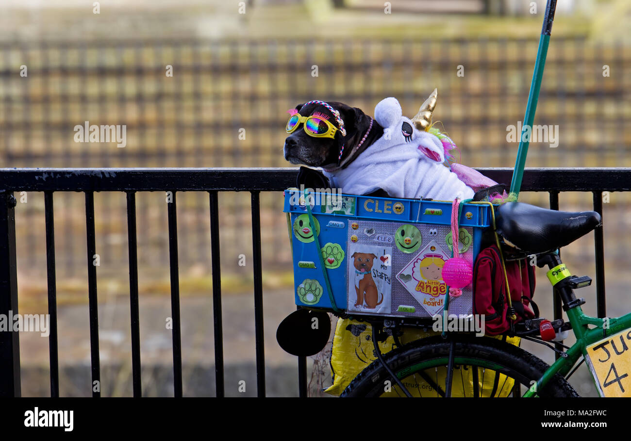 Staffordshire Bull Terrier "Cleo". Owner Anthony Welsh, a personal ...