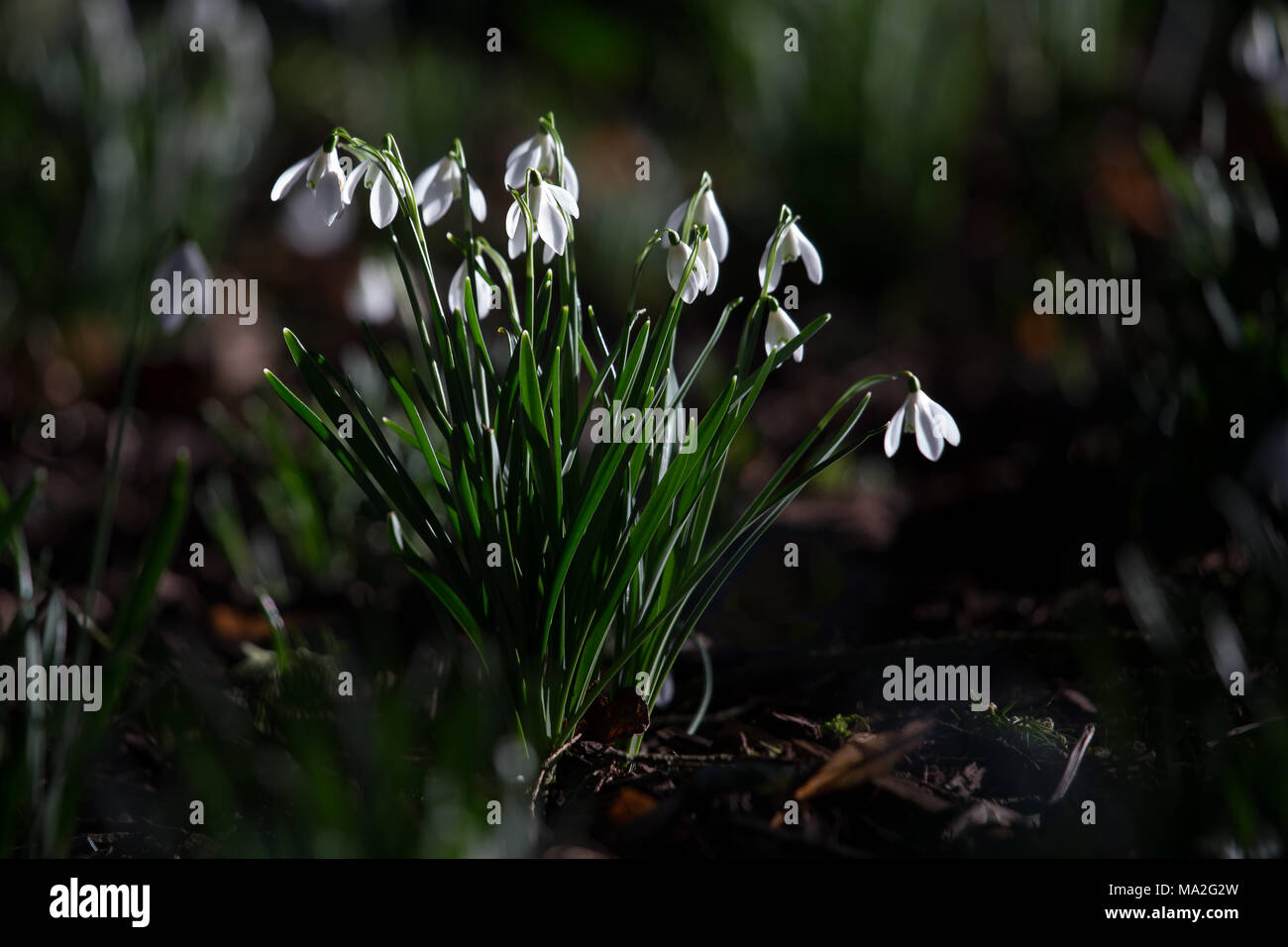 A bunch of snowdrops Stock Photo - Alamy